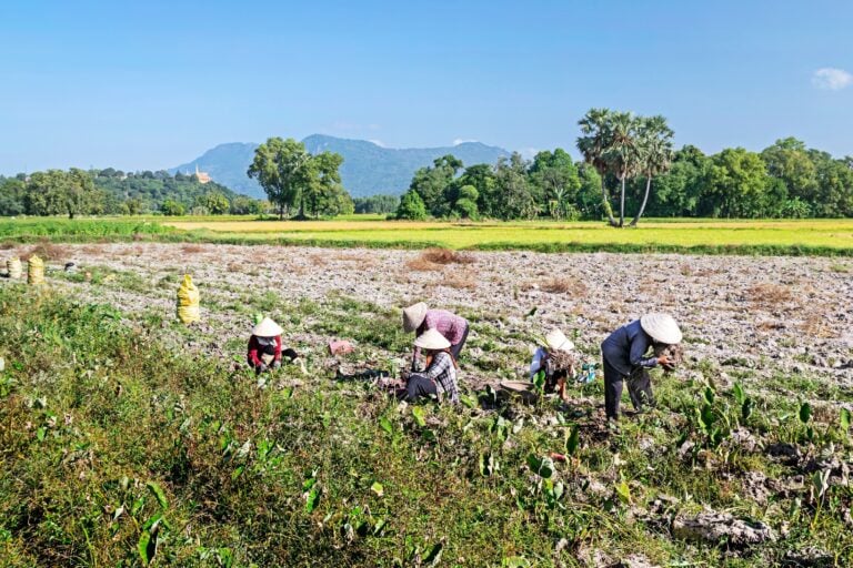 What is Subsistence Farming? - FarMing HinTs